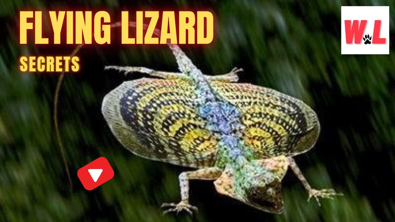 Flying Lizards: 10 Surprising Secrets You Love To Know - YouTube
