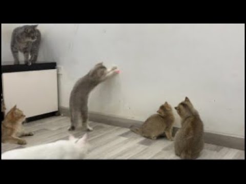 Funny Cats Chasing Laser Pointers - YouTube