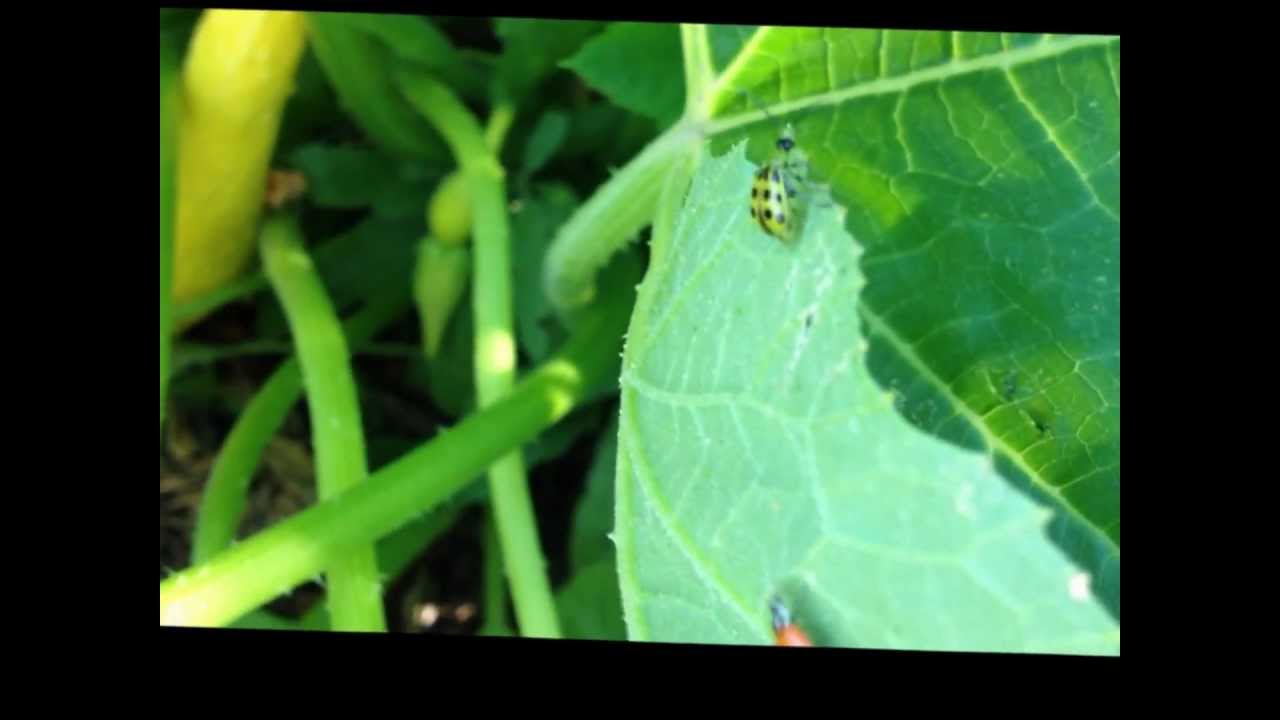 Ladybug boots Cucumber Beetle - YouTube