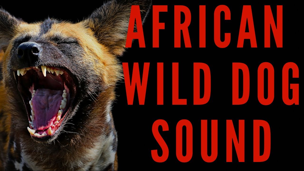 AFRICAN WILD DOG SOUNDS - Wild Dog Calling | maktub_ytv - YouTube