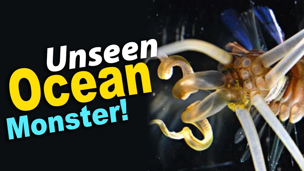 Deep Sea Discoveries: Unveiling the Mysterious Squidworm | 3000 Meters ...