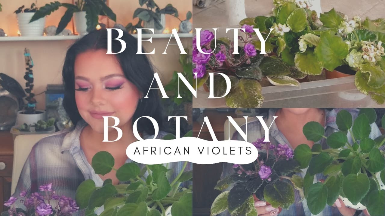 Beauty and Botany | African Violets| Diaries of a Farmhouse - YouTube