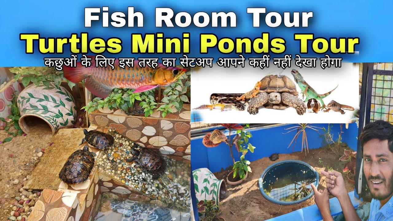 Fish Room Tour - Turtle Ponds Mini Tour - YouTube