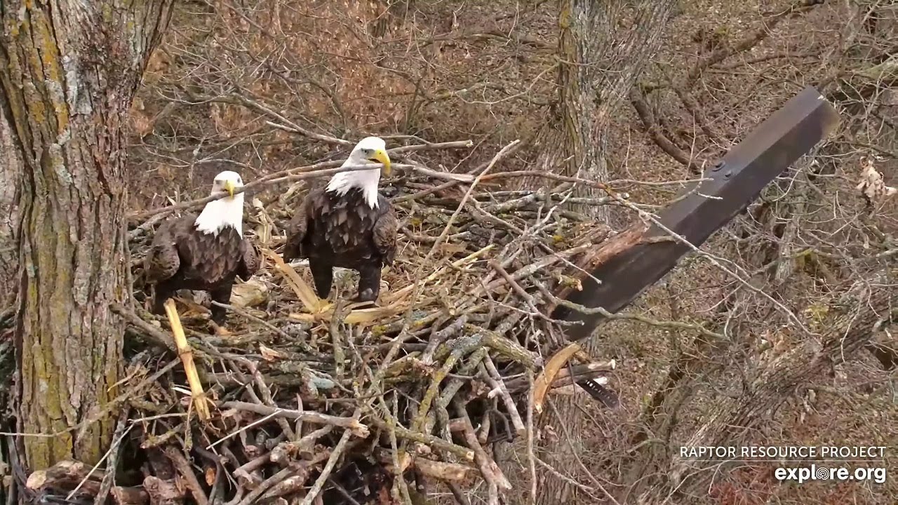 Morning visit, then after work DNF bathes in the stream ---- Decorah Eagles North Nest 秃鹰 2024 ...