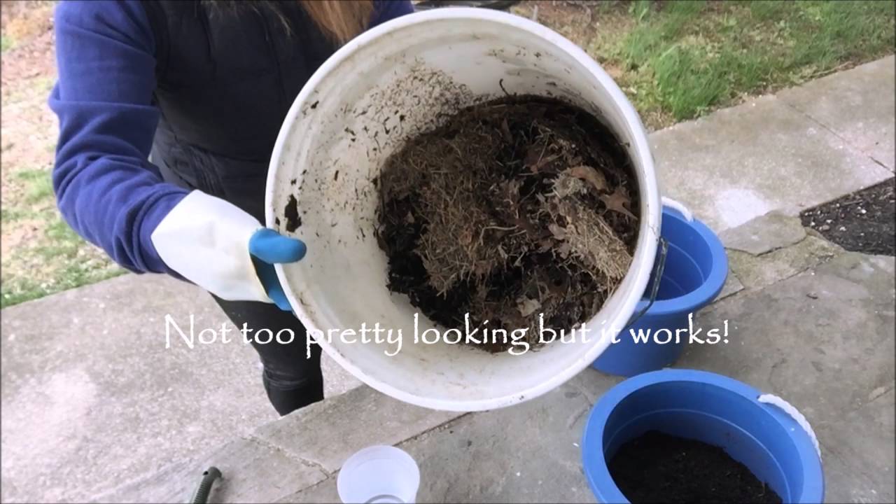 Planting Blue (Magic Molly) Potatoes - YouTube