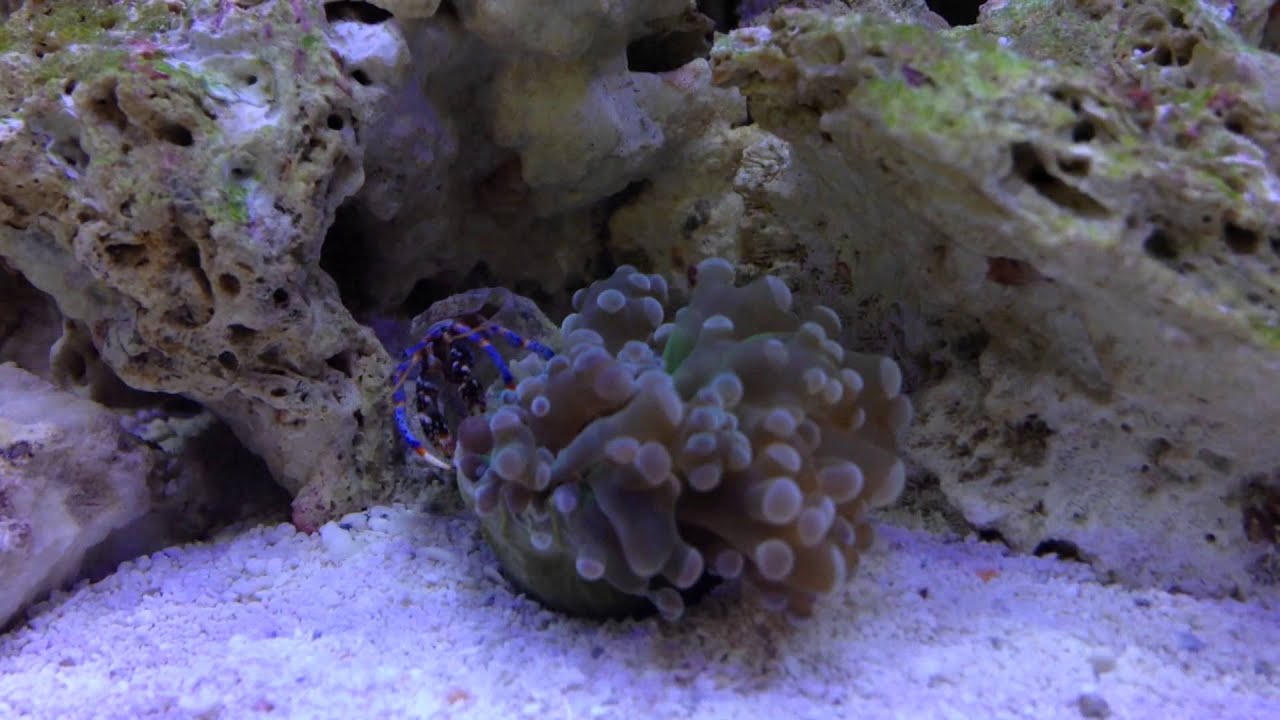 Dwarf Zebra Hermit & Frogspawn - YouTube