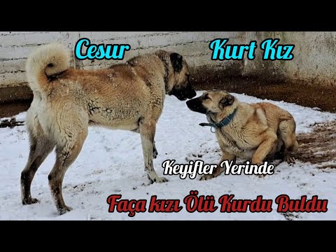 UĞUR ÇAĞLAR FAÇA SOYUNA DEVAM!!! KAR YAĞDI KÖPEKLER SEVİNÇ DEN UÇUYOR