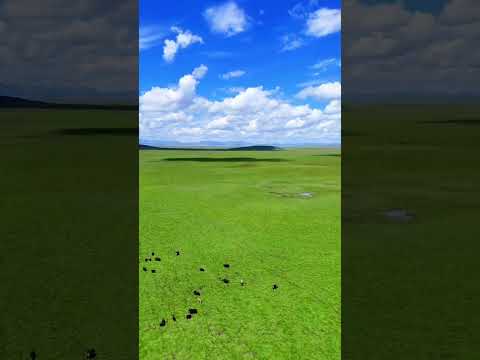 Tibetan Plateau in Summer | Drone Flight Across Ruoergai Grassland #tibetanlifestyle