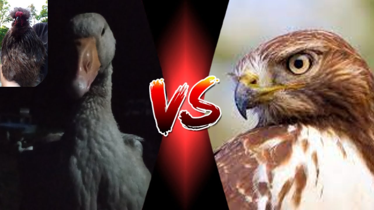 Goose VS Hawk - YouTube