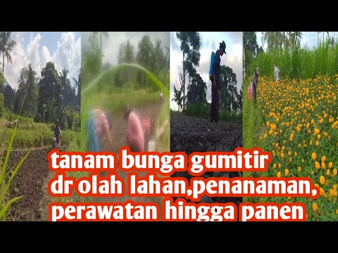 menanam bunga gumitir dari olah lahan,penanaman,perawatan hingga panen ...