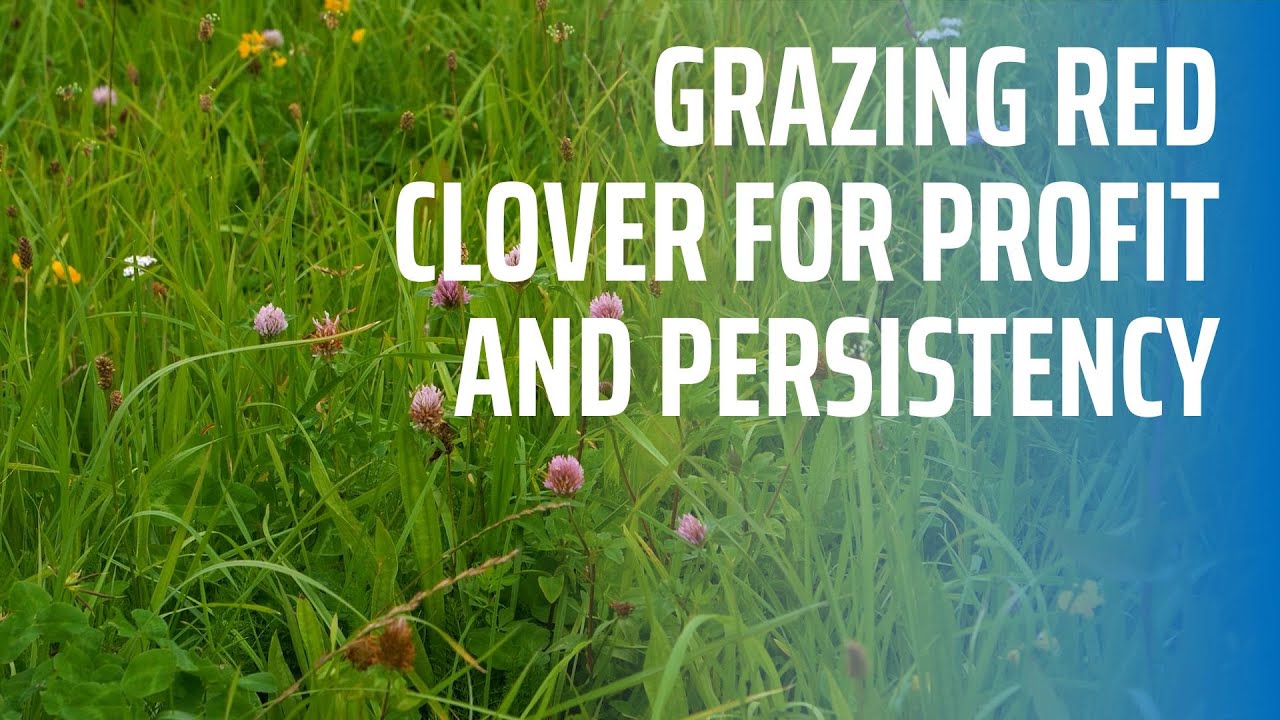 Grazing Red Clover for Profit and Persistency - YouTube