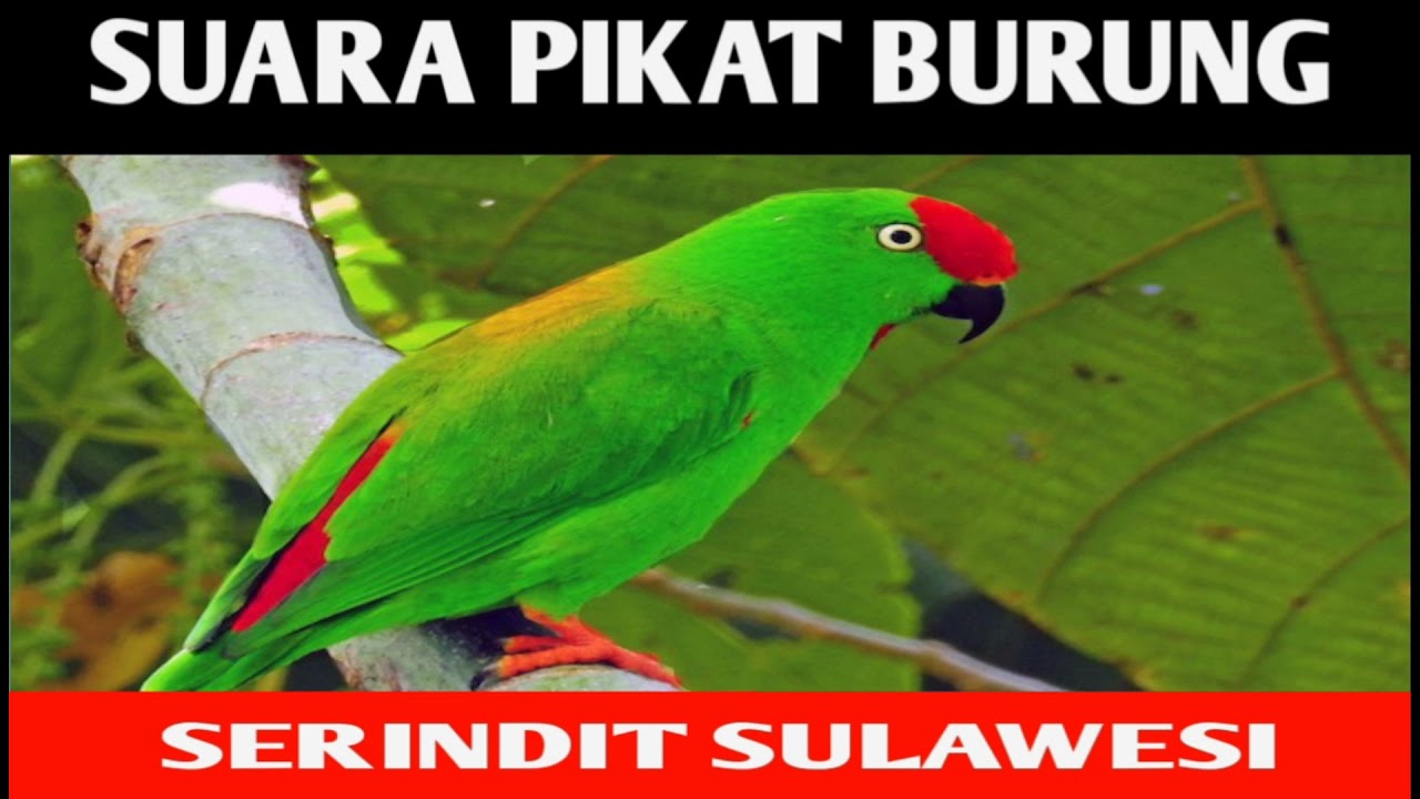 SUARA PIKAT BURUNG SERINDIT SULAWESI || KEPALA MERAH - YouTube