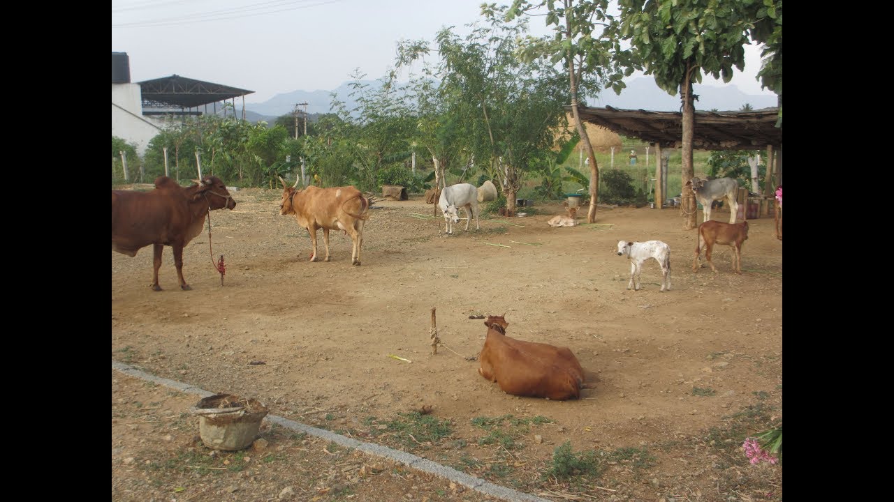 Native Cattle Breeder and Seller -1 - YouTube