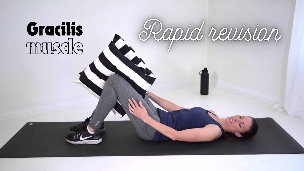 Gracilis muscle anatomy, antirape muscle, actions of gracilis muscle ...