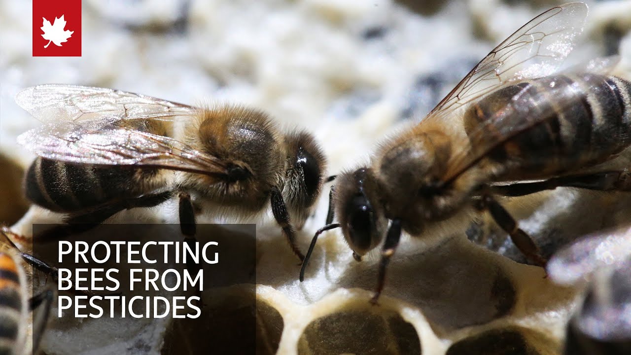 Supplement could help protect bees from pesticides - YouTube