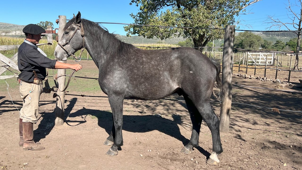 POTRO TORDILLO PESADO y ALTO $1.800.000 LOSEQUINOS.COM - YouTube