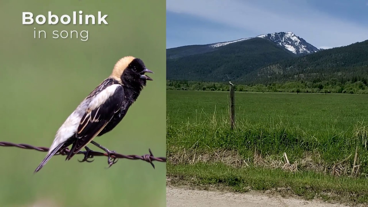 Bobolink song - YouTube