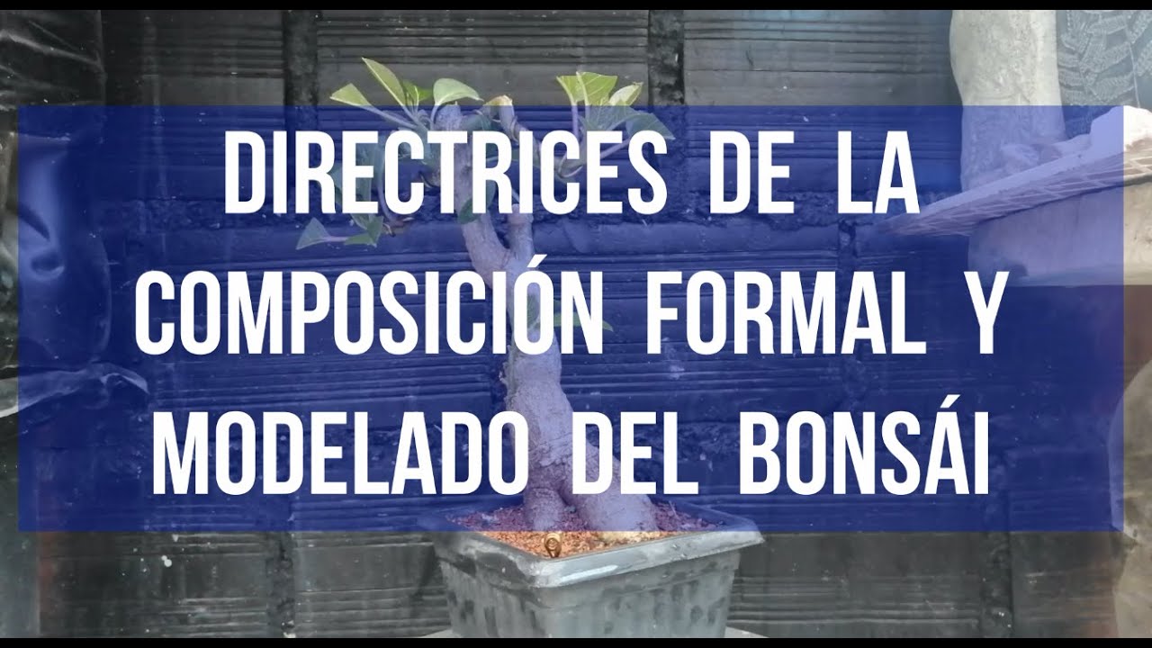 DIRECTRICES DE LA COMPOSICIÓN FORMAL Y MODELADO DEL BONSAI, explicado en un árbol de Ombú - YouTube