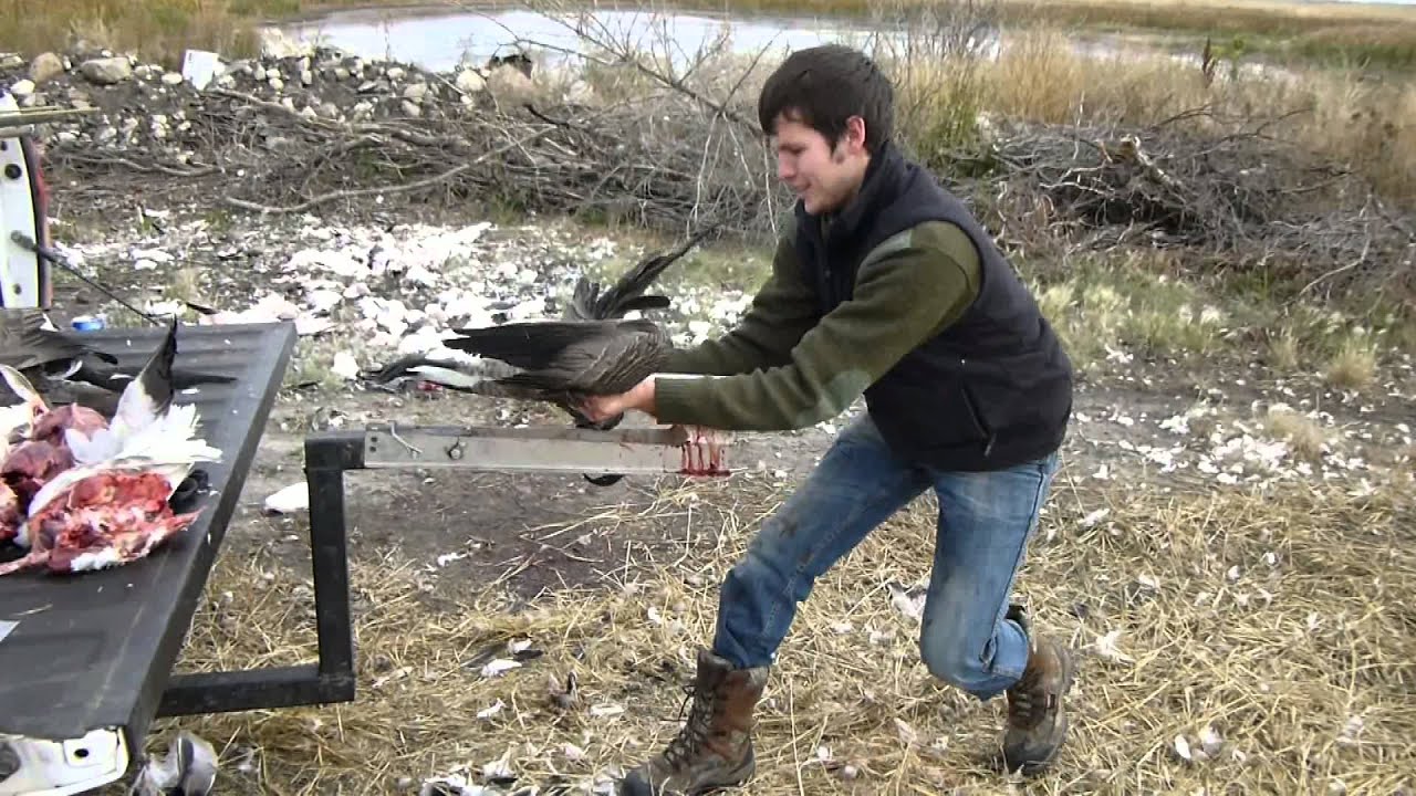 Williams Bird Hitch Demo - YouTube