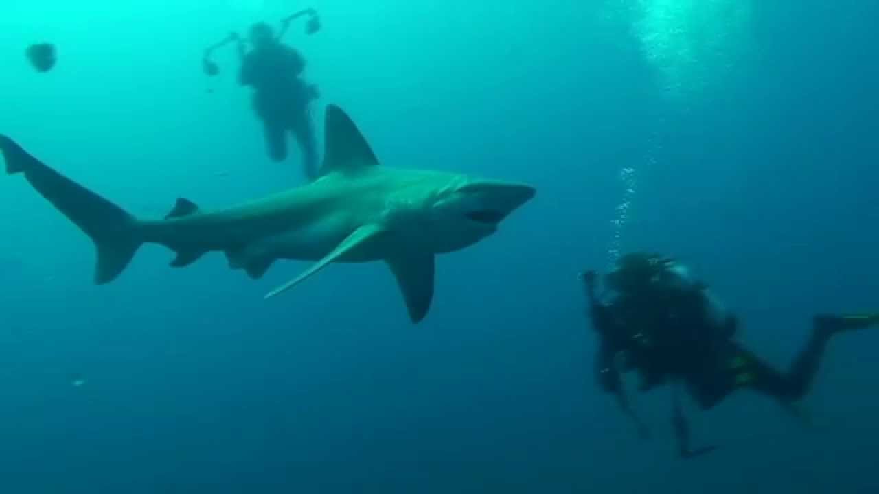 Rocken Sandbar Sharks Jupiter Florida - YouTube