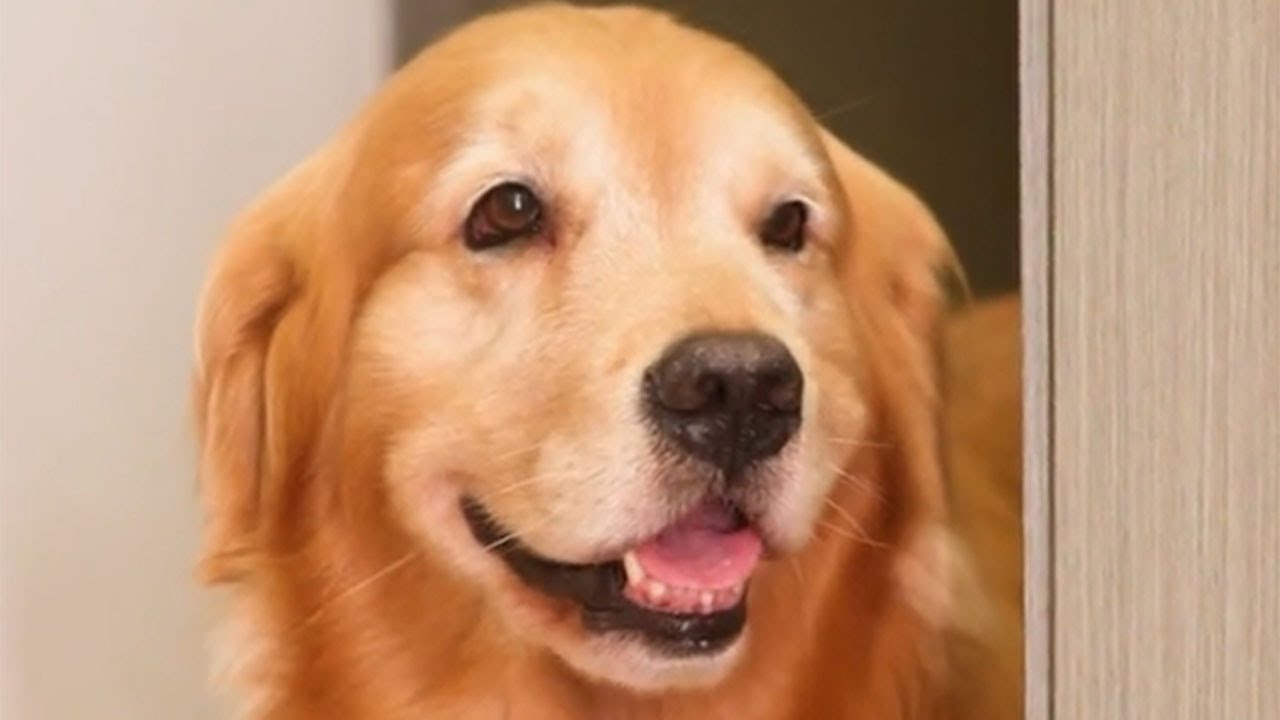 Luhu：If I had known this earlier, I wouldn't have been so cocky.#dog # ...