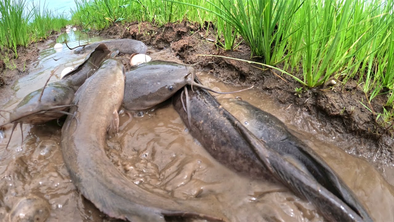 Wow amazing unique - a lot of fish & eggs in mud water a man catch a ...
