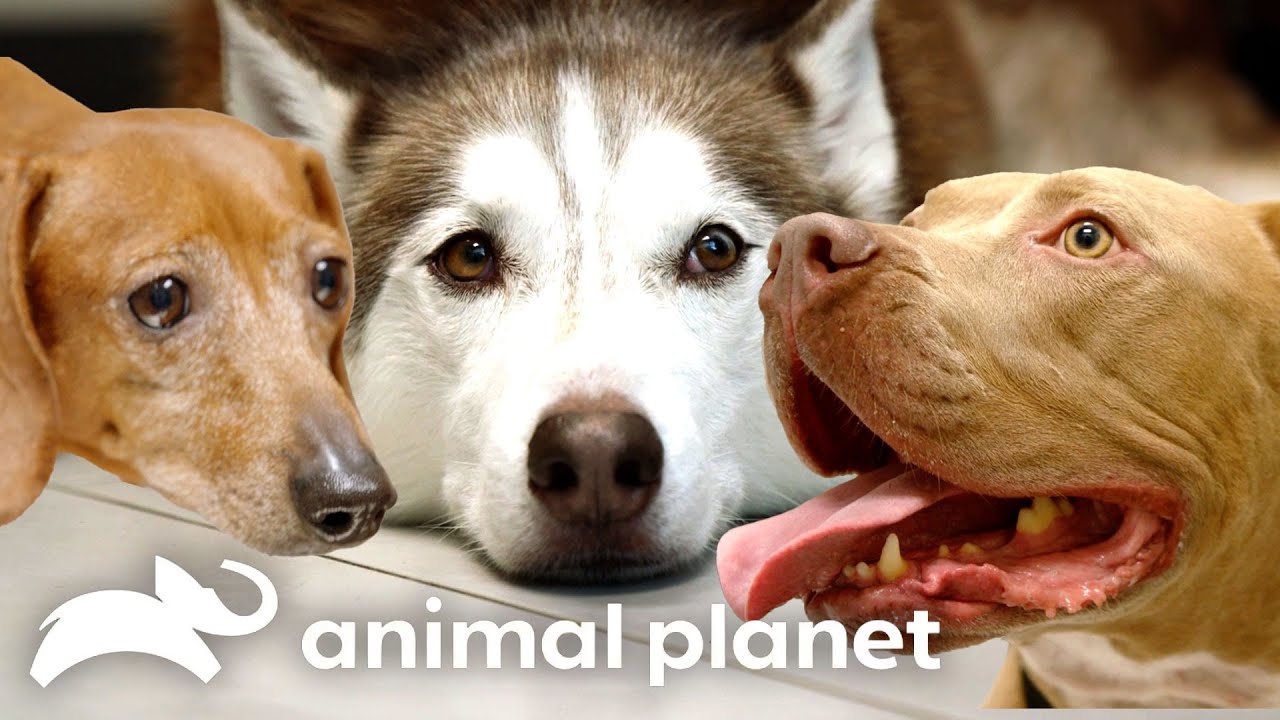 Inspiring Puppy Recovery Stories | The Vet Life | Animal Planet - YouTube