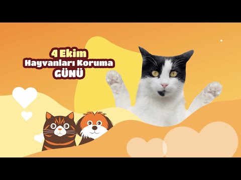 BENİM DOSTUM O - HAYVANLARI KORUMA GÜNÜ