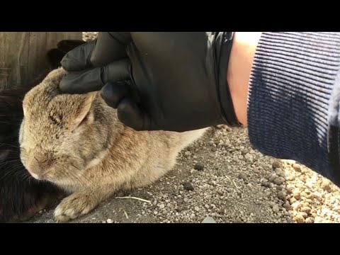I petted the rabbit's head and it melted. - YouTube