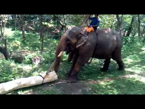Elephant moving logs - YouTube