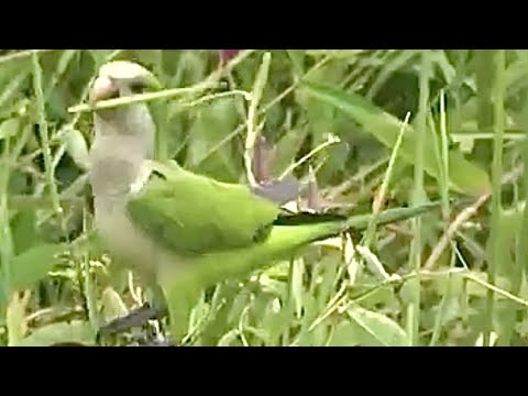Mönchsittich, der in der Natur isst