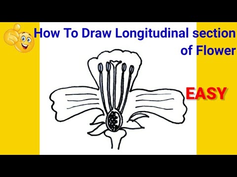 how to draw longitudinal section of flower | how to draw longitudinal ...