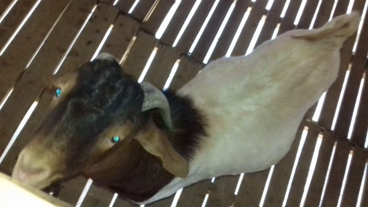 Moving goat foram - YouTube