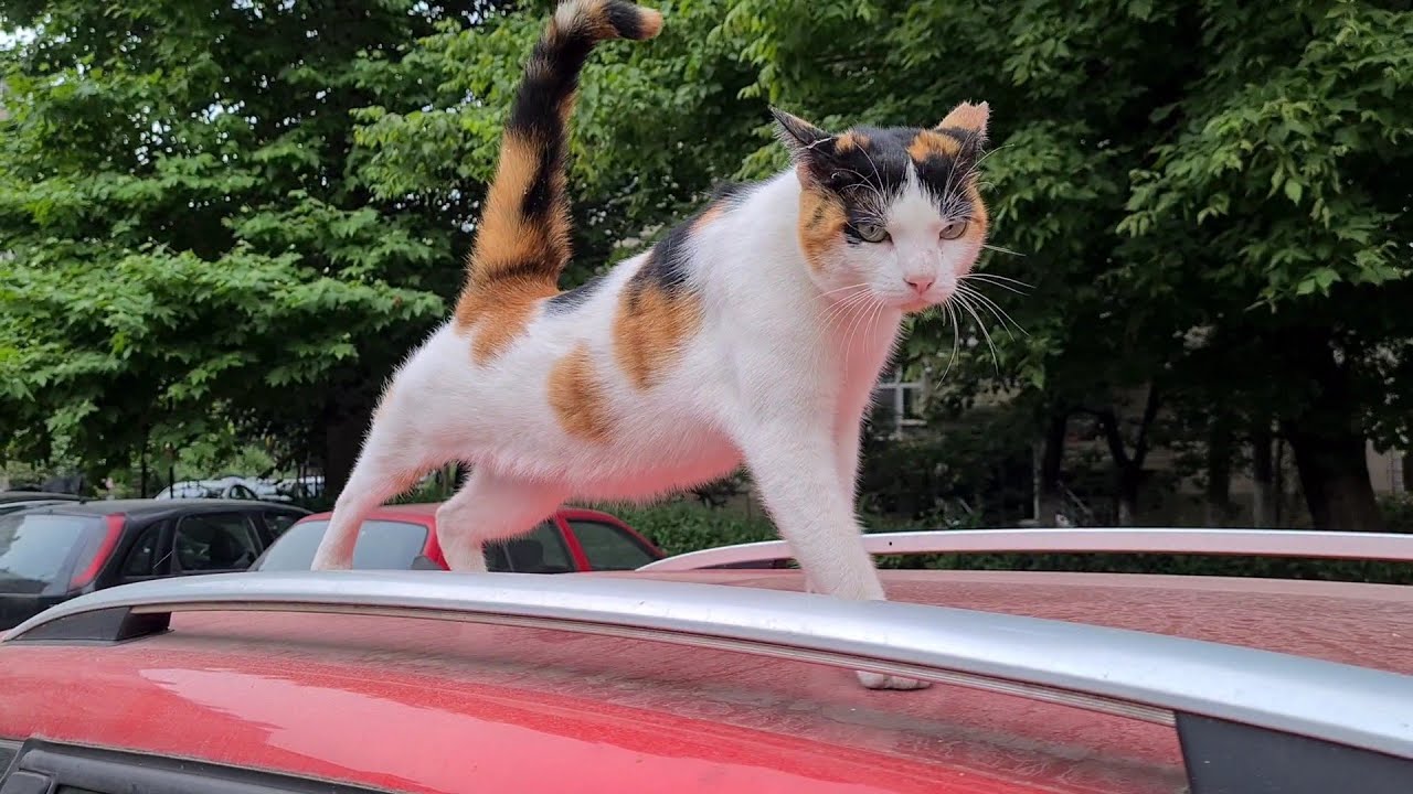 The most noble and beautiful calico cat I have ever seen. - YouTube