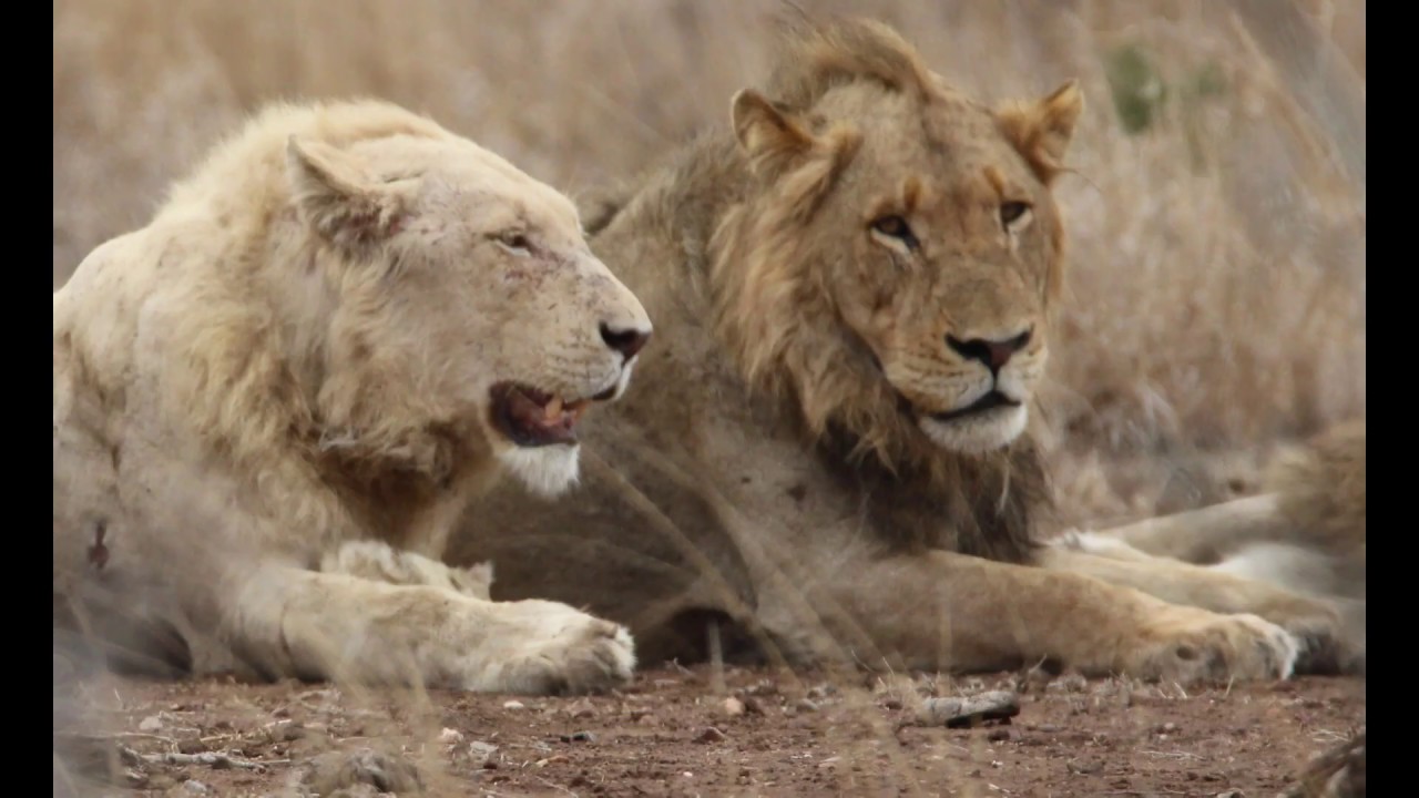 White Lion, Kruger National Park, South Africa. - YouTube