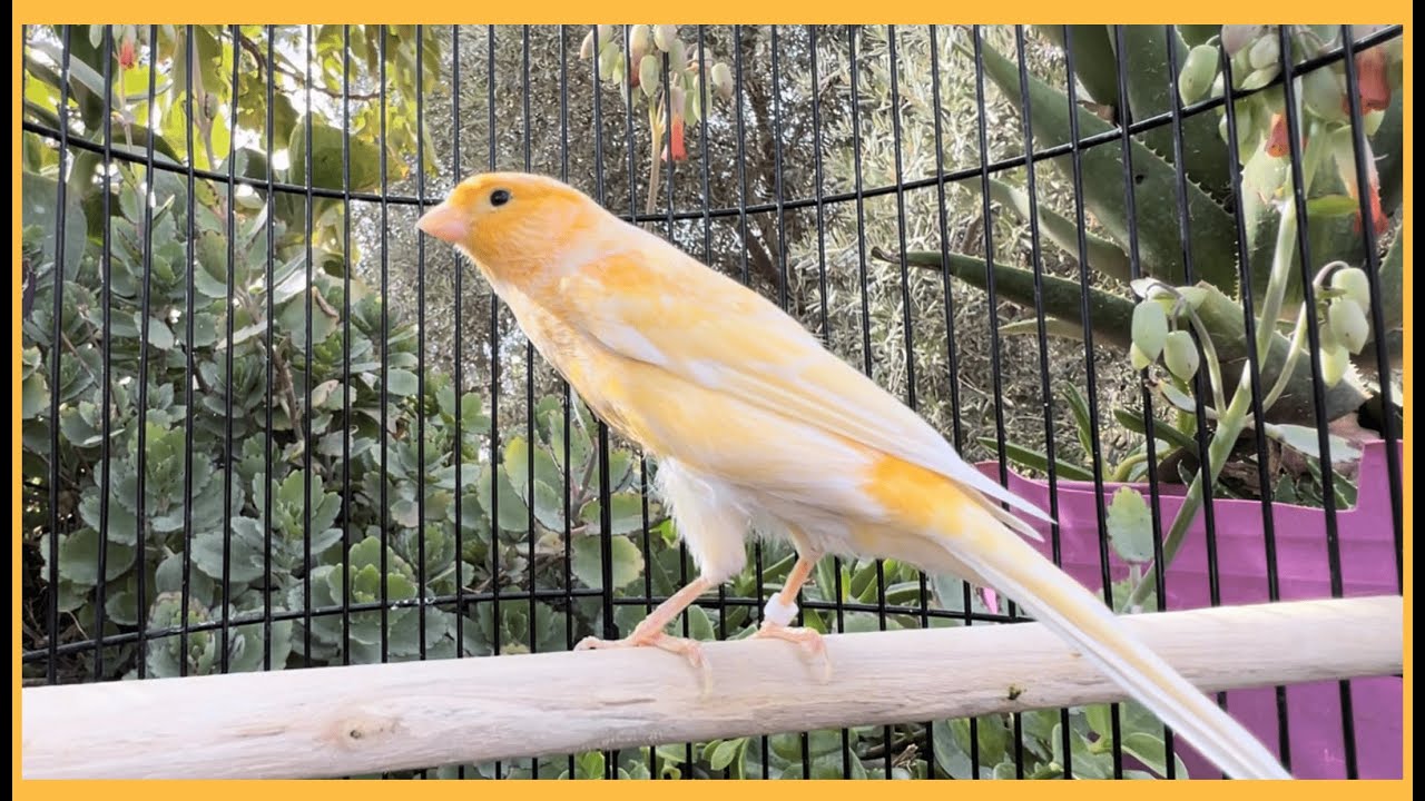 Canary Singing! You would not believe in your ears! Training Song for ...