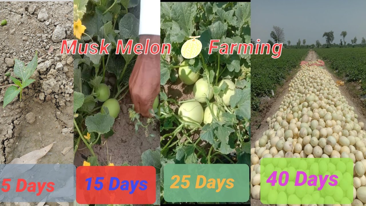 Musk Melon Farming in Punjab Pakistan | Haybrid kharbooza | Pakistan ...