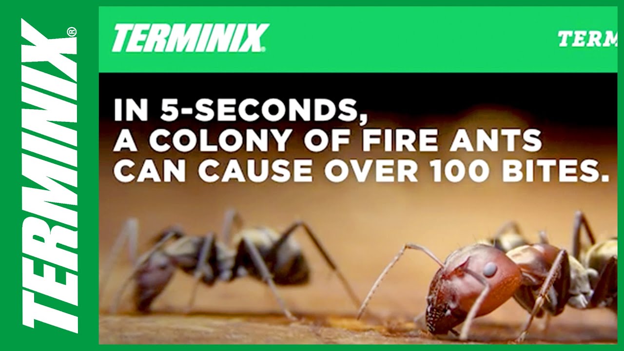 How To Get Rid of Fire Ants with Terminix - YouTube
