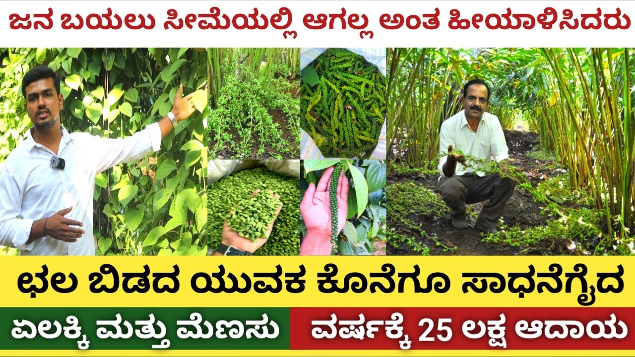 Pepper & Cardamom farming in Karnataka | Integrated farming | Organic ...