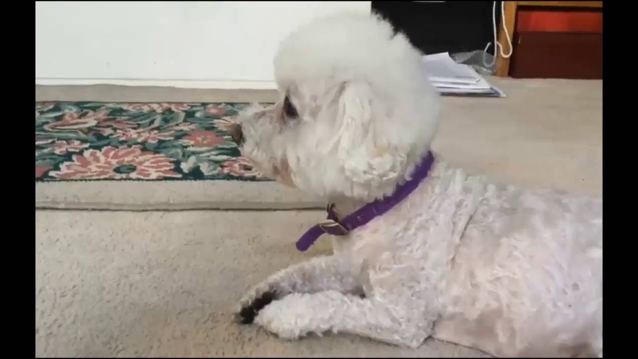 Mini me vs Super Big Dog - YouTube