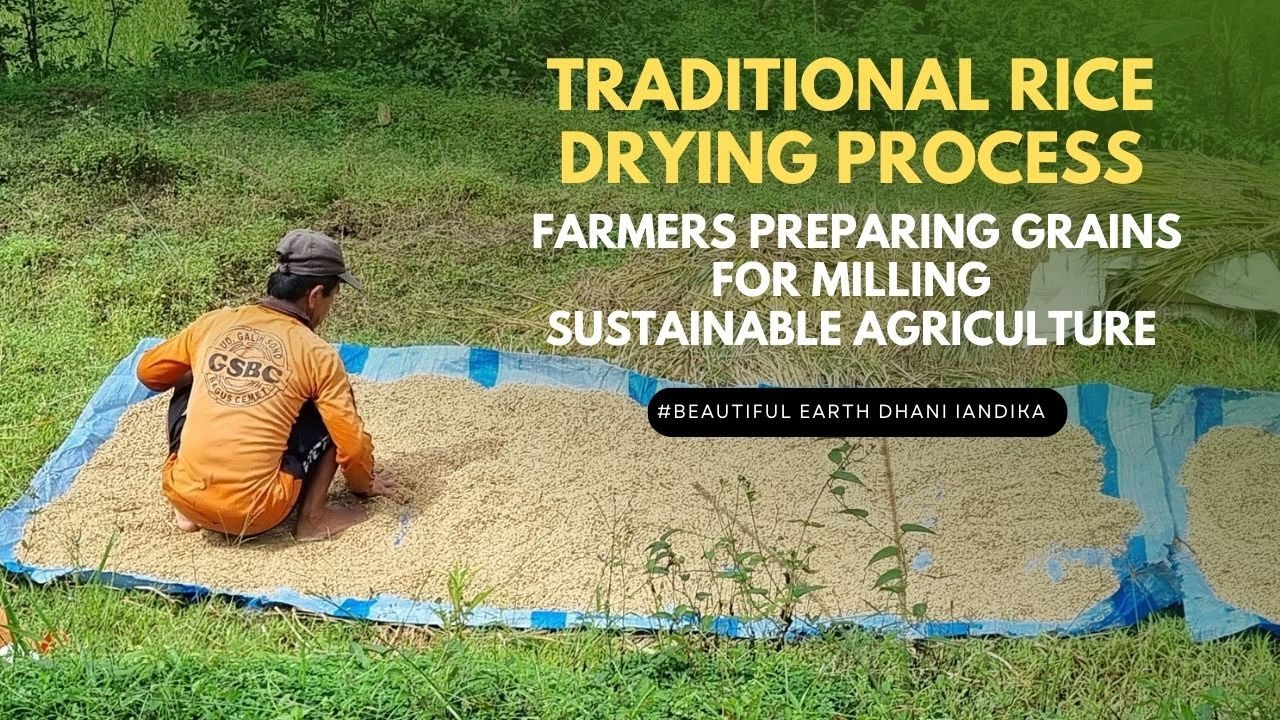 Traditional Rice Drying Process: Farmers Preparing Grains for Milling ...