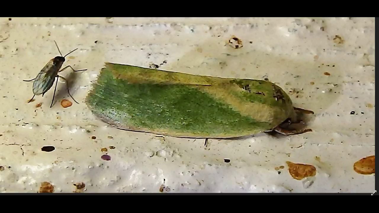 , Egyptian bollworm, spiny bollworm or cotton spotted bollworm (Earias ...