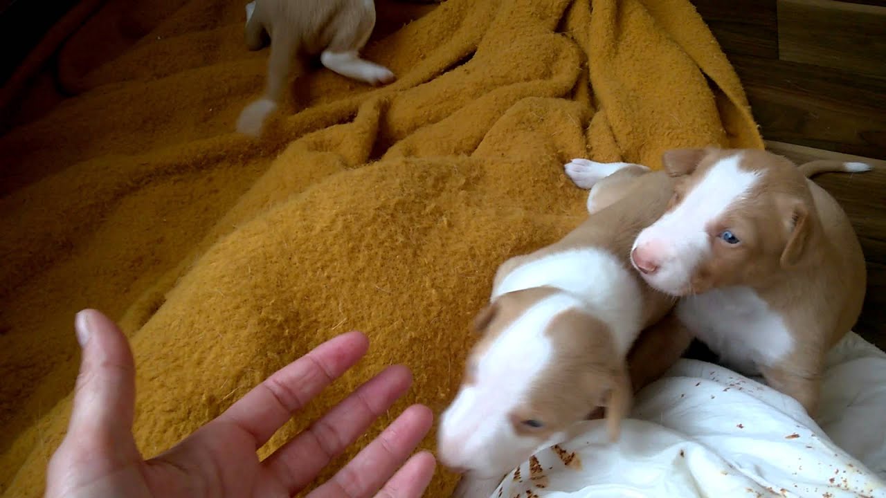 Podenco Ibicenco babys - YouTube