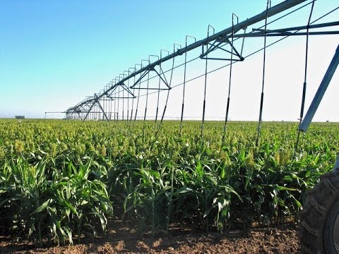 Difference in Irrigating Sorghum vs Corn Feed Crops - YouTube