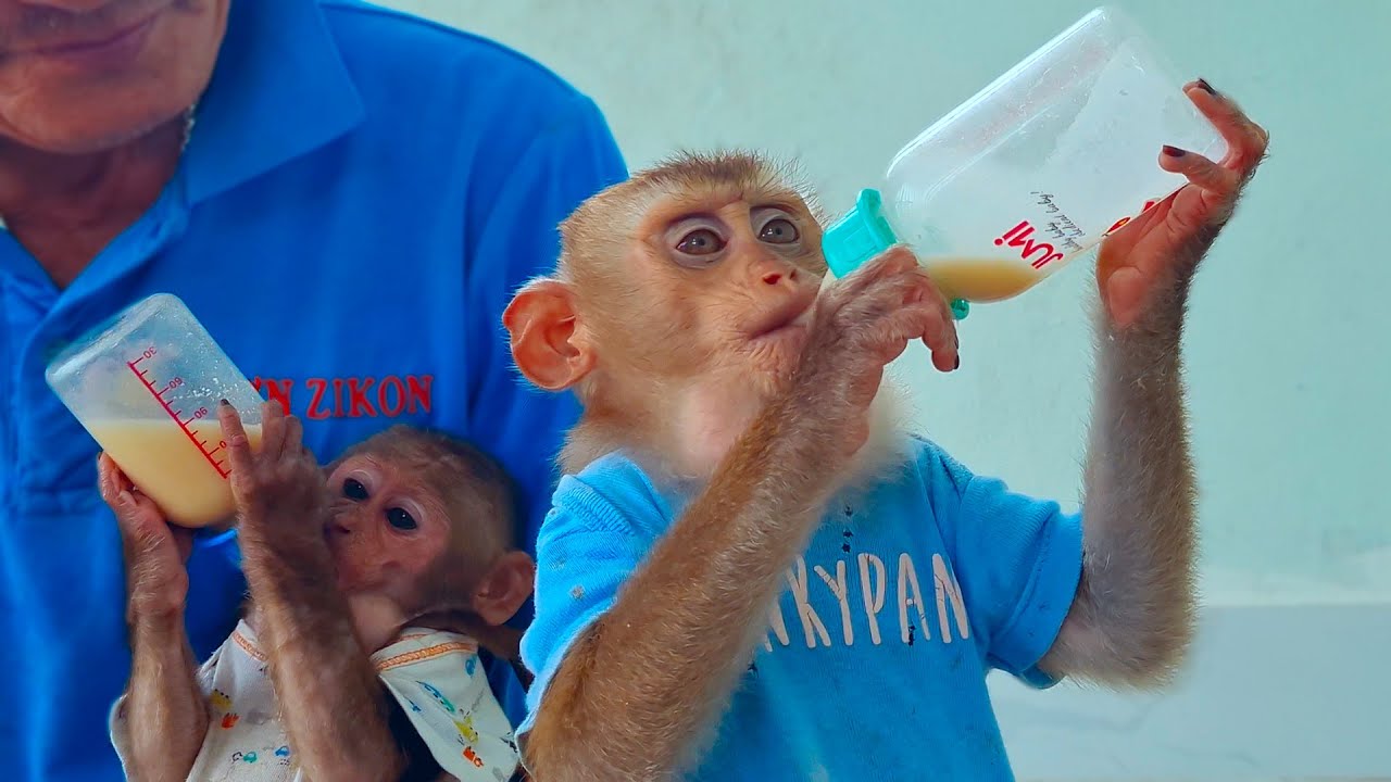 Cute Baby Monkey Drinking Milk With Big Milk Bottle | Monkey Asher Jr ...