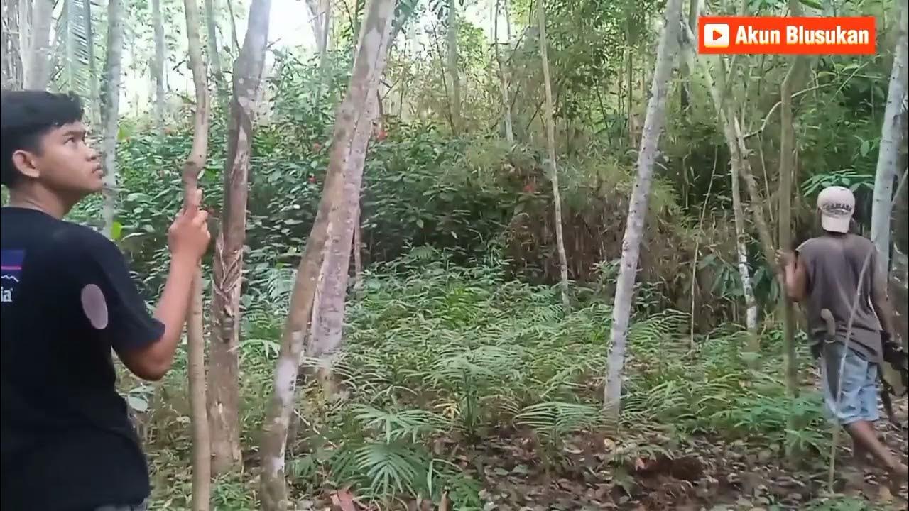 Berburu hama di kampung - YouTube