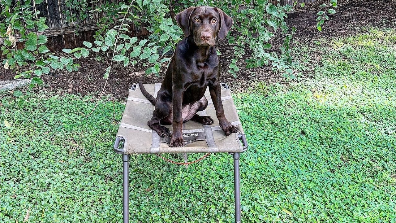 Bird dog training: Platform Introduction (Momarsh Final Stand) - YouTube