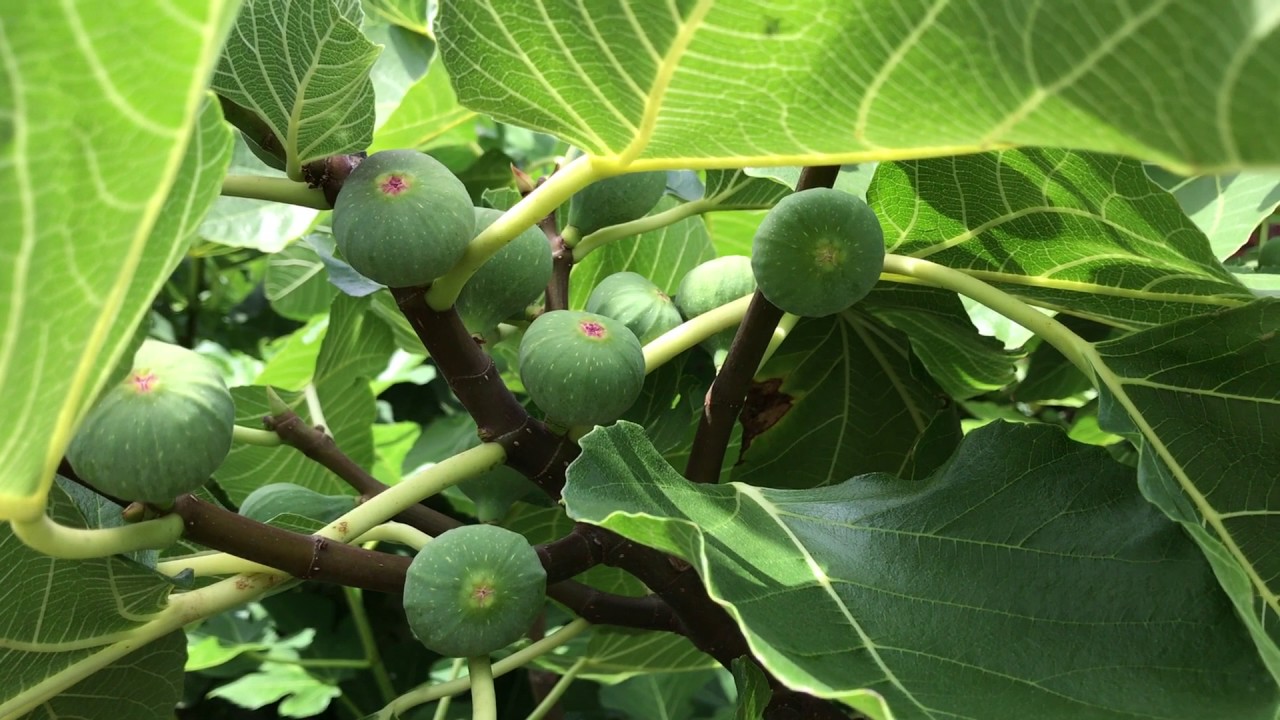french fig farm: Young Black Madeira Figs on Our Mother Trees - YouTube