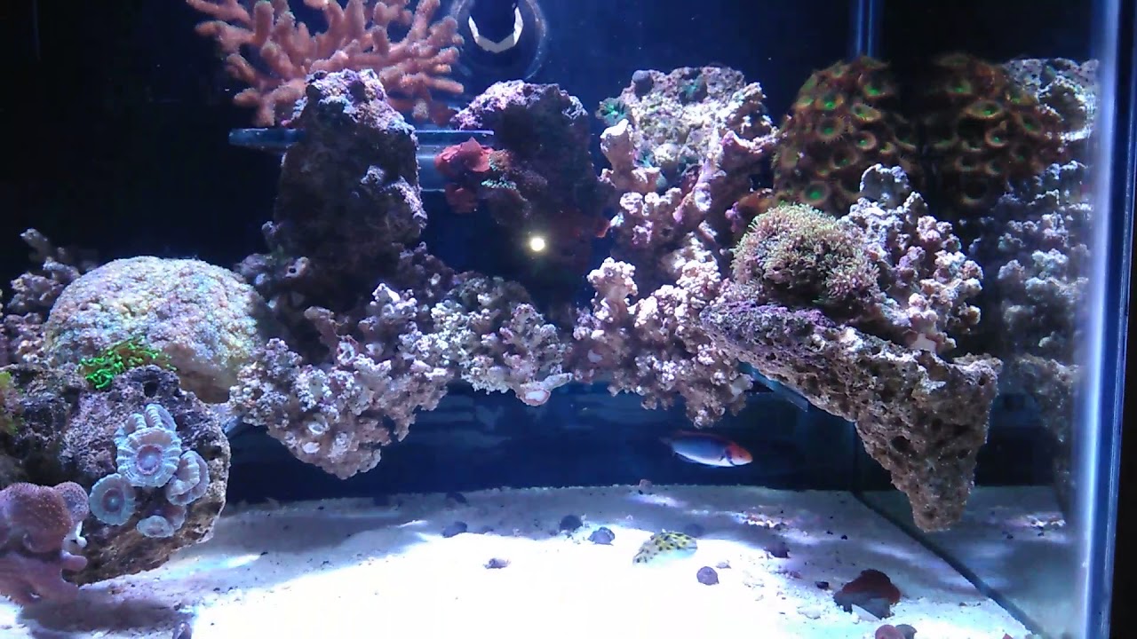 Floating reef - YouTube