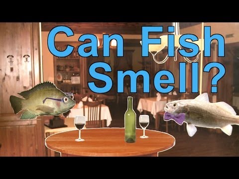 Can Fish Smell? | A Moment of Science | PBS